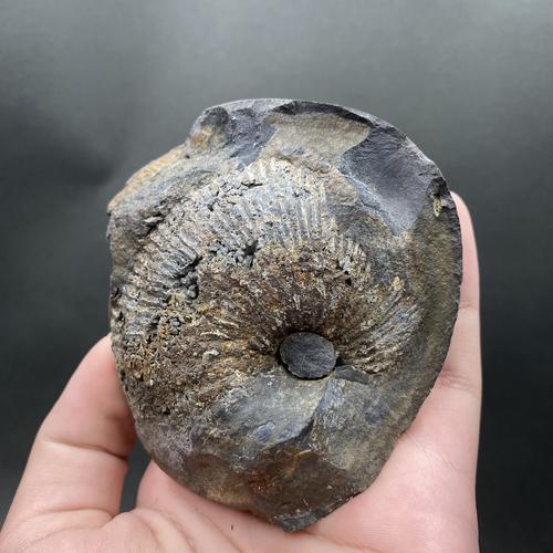 Jual NEW DISCOVERY | RARE | Papuan Ammonite Fossil with Unique Shell ...