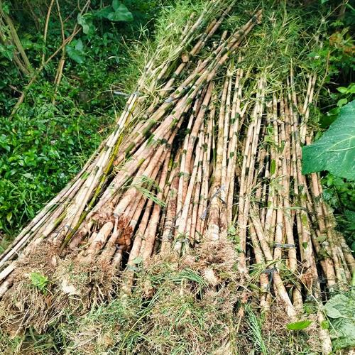 Promo bambu jepang ijo - pohon bambu pagar - Kab. Bogor - Reguna ...