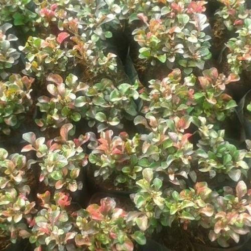 Jual jual pohon krokot merah - tanaman krokot merah - Kab. Bogor ...