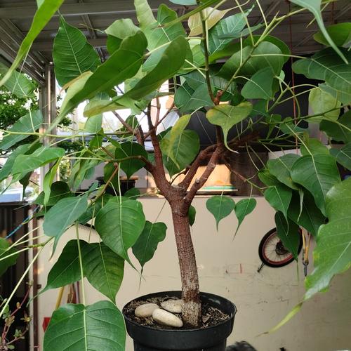 Jual Pohon Bodhi bahan Bonsai Bodi ficus religiosa suci bibit Bakal ...