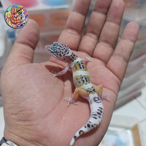 Jual LEOPARD GECKO PREMIUM USIA 3-4 BULAN (WAJIB PILIH SESUAI SELERA ...