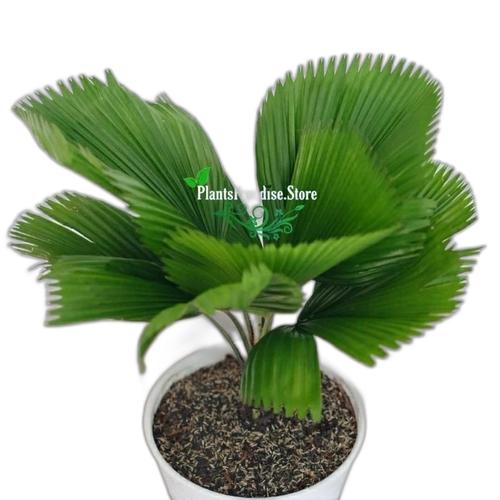 Promo Tanaman hias Palem Kipas - Palem Kol - Pohon Palem kipas - Kab ...