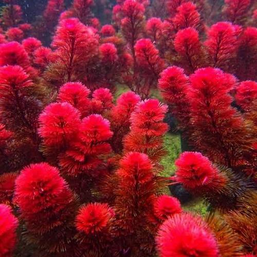 Jual cabomba merah - tanaman air aquascape kabomba merah Cabomba Super ...