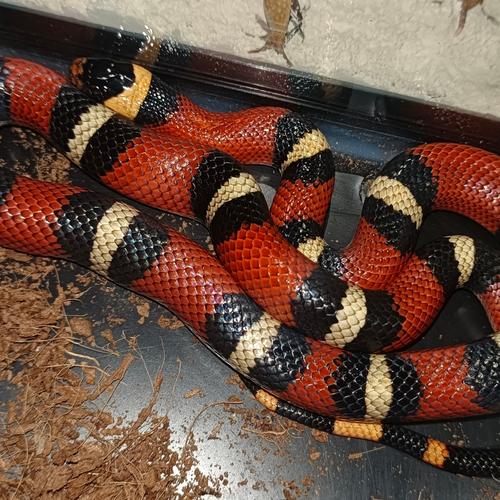 Jual Milk Snake size medium murah - Kab. Blitar - Jual Reptil Blitar ...