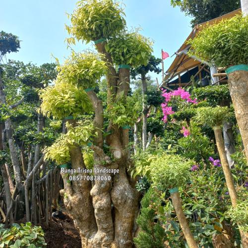 Jual Bonsai Fosil Anting Putribonsai Tamanpohon Anting Putripohon Tamanbonsai Salju