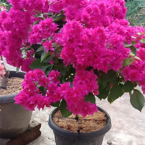 Jual Bibit bugenvil Hawai merah fanta /bibitsn original - Kab. Kediri ...