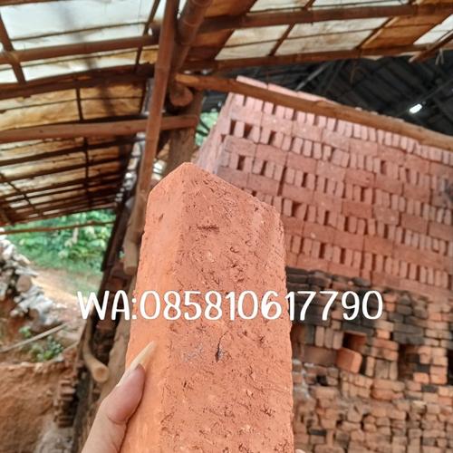 Jual BATA MERAH JUMBO SUPER PARUNG PANJANG - JKT-TNG - Kab. Bogor - PD ...