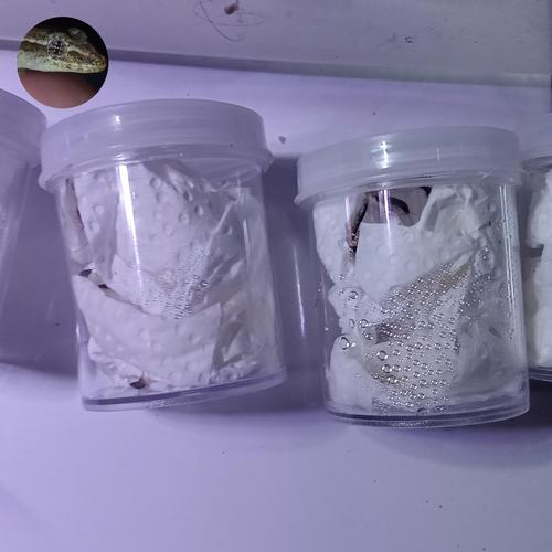 Jual kutu buku/ gegat/ silverfish/ Lepisma saccharina/ pakan gecko ...