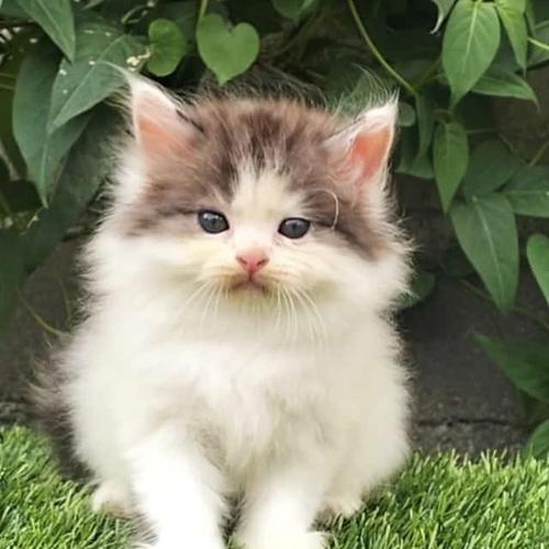 Jual kucing persia longhair kitten - Kab. Karawang - alkha kucing ...