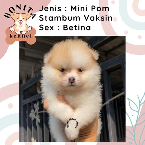 Jual Mini Pom Snow White Stambum Anak Anjing Minipom Putih Pomeranian ...