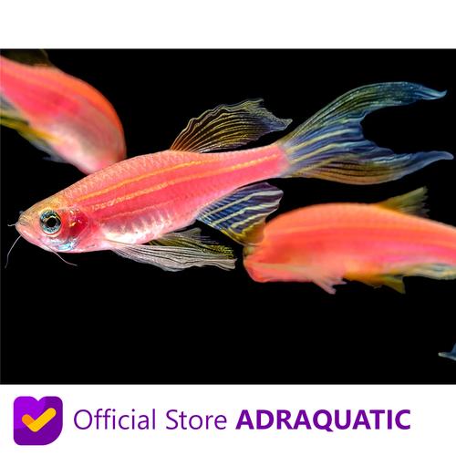 Promo IKAN HIAS PINK DANIO SLAYER AIR TAWAR - Kota Bandung - ADRAQUATIC ...