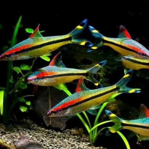 Jual ikan hias pontius denisoni barb / ikan denisoni / ikan aquascape ...