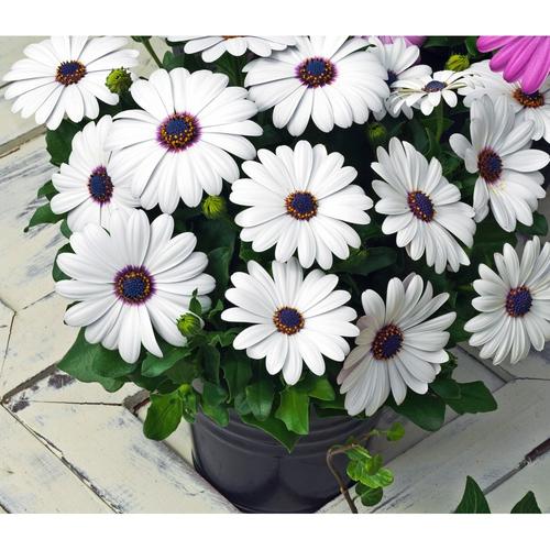 Jual Isi 20 Biji Bibit Benih Bunga Osteospermum African Daisy White ...