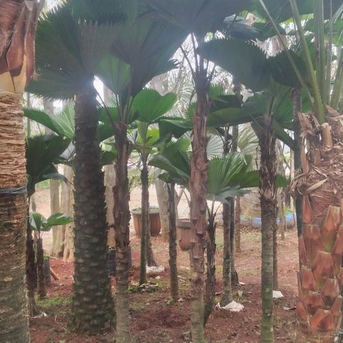 Jual tanaman hias palem kol tinggi 2 meter - Kota Depok - dastin taman ...
