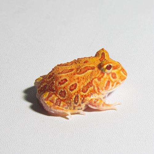 Jual Katak Pacman / Pacman Frog / Kodok Pacman / Kodok Hias ...