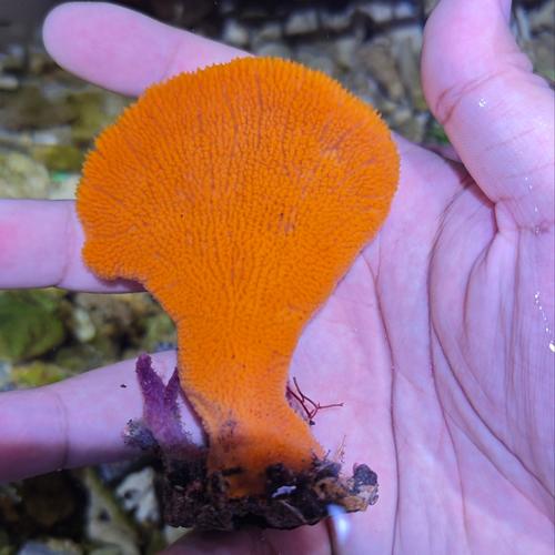 Jual sponge nugget kipas orange aquarium laut - Jakarta Selatan ...