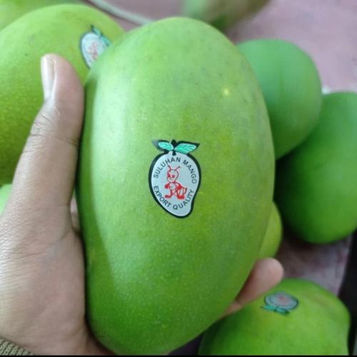 Jual Mangga Harumanis Semut | Mangga Matang Pohon 1 Kg - Jakarta Barat ...