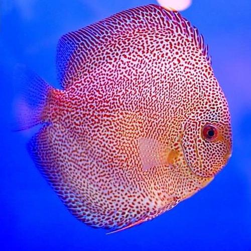 Jual ikan discus pasangan/pair proven - blue diamond, grad A - Kab ...