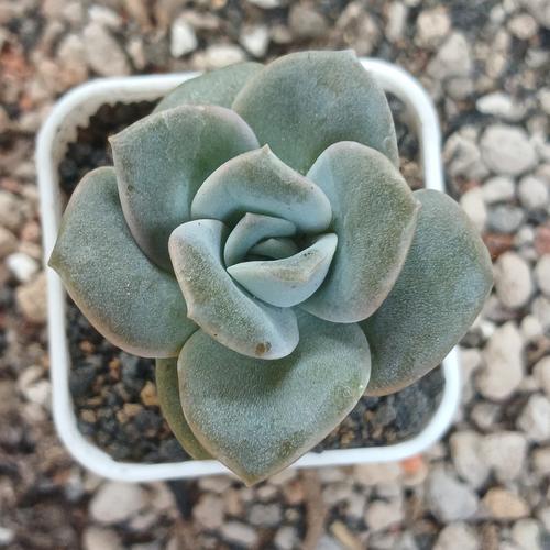 Jual tanaman hias/sukulen/echeveria/ graptoveria lovely rose - Kab ...
