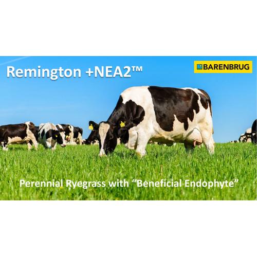 Jual Barenbrug Remington Plus NEA2 with Endophyte Benih Rumput Pakan ...