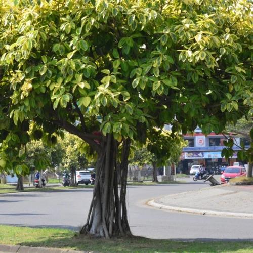 Jual pohon karet kebo variegata tinggi 2 meter / ficus karet kebo ...