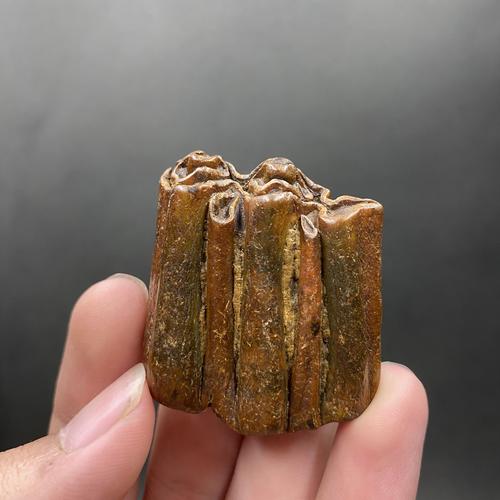 Jual NEW FIND | RARE | Prehistoric Glacial Aged West Javan Bison Molar ...