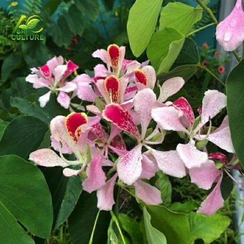 Jual Tanaman Pohon Kupu Kupu Bunga Pink - BUTERFLY /Bauhinia monandra ...