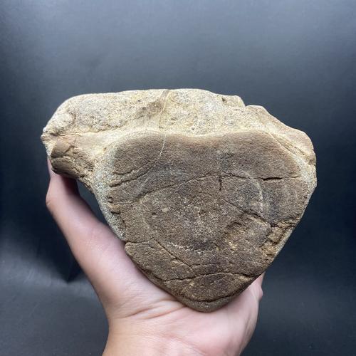 Promo SPECIAL | ULTRA RARE | Massive West Javan Ancient Whale Vertebrae ...