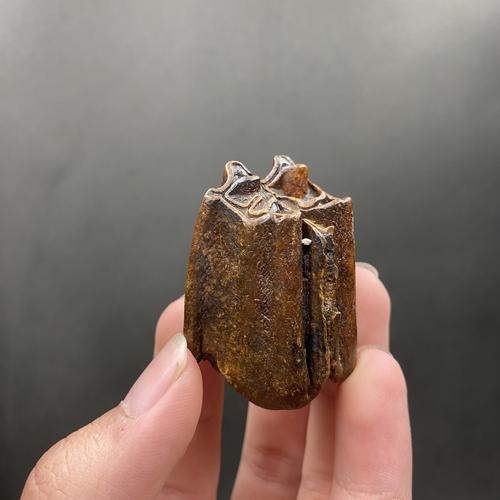 Promo NEW FIND | RARE | Prehistoric Glacial Aged West Javan Bison Molar ...