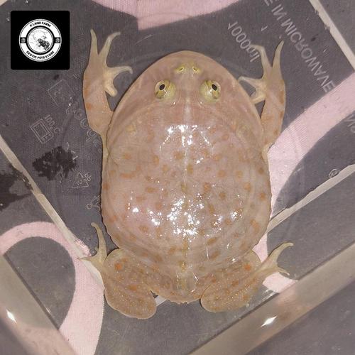 Jual Budget Frog a.k.a Fredy Krueger Baby Up - Kota Bekasi - KLand ...