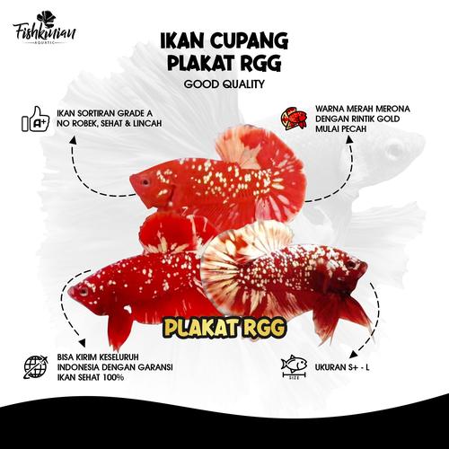 Promo IKAN HIAS CUPANG BETTA PLAKAT RGG RED GOLD GALAXY - Kota ...