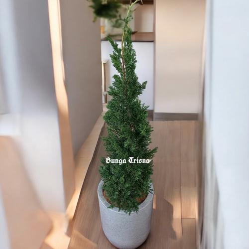 Jual Pohon Cemara Lilin / Tanaman hias cemara lilin plus pot teracota ...