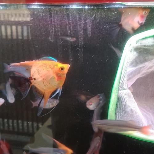 Promo ikan manfish red devil /ikan hias aquascape/ikan tank mate/air ...