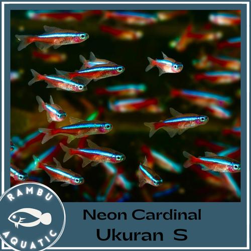 Jual Ikan Neon Cardinal Ukuran SM / Ikan Hian Neon Cardinal - Jakarta ...