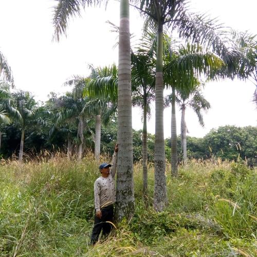 Jual pohon palem raja pohon palem ibung tinggi 6-7 meter batang - Kota ...