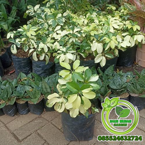 Jual tanaman hias walisongo / tanaman hias walisongo variegata ...