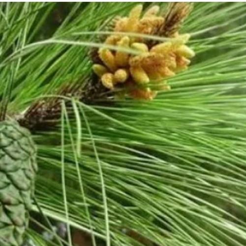 Jual Young organik pine needle tea,teh daun pinus muda organik 500 gram ...