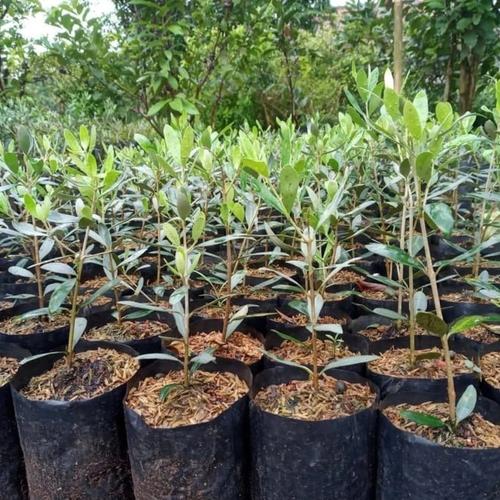 Jual tanaman zaitun / olive tree - Jakarta Utara - SANGGAR_TANAMAN ...