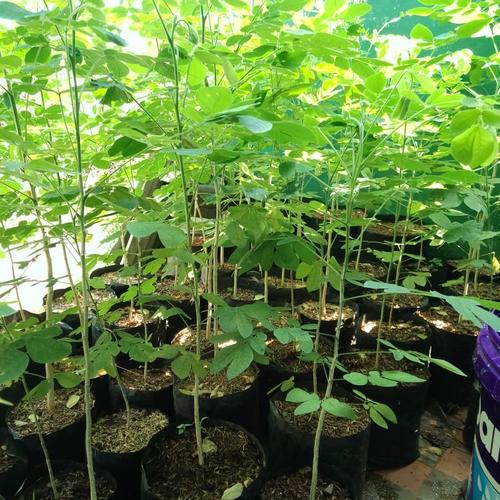 Jual Pohon Trembesi ukuran 1meter - Kab. Bogor - taman bunga serasi ...