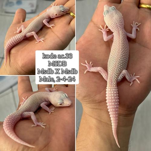 Jual Leopard Gecko MSDB Juve Male ( Mata Merah Ruby) Ac.33 - Kab ...
