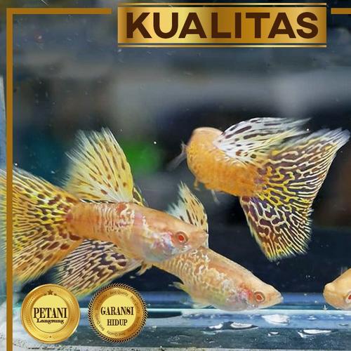 Jual Paket Koloni (isi 10) Guppy Sultan Yellow Tiger Albino Jantan Ikan Hias Aquascape Hiasan ...