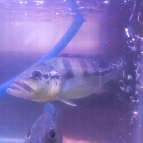 Jual ikan pbass pinima x Azul Panjul 27-28cm ikan pbass Panjul ikan ...