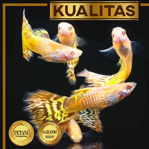 Jual Guppy Sultan Yellow Tiger Albino Jantan Ikan Hias Aquascape Hiasan Aquarium Tanaman ...