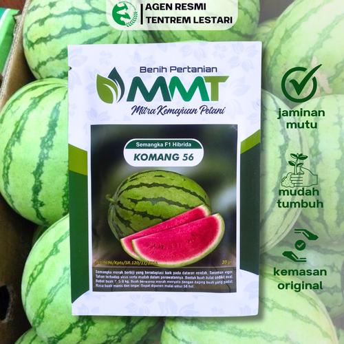 Jual Benih Semangka F1 Hibrida KOMANG 56 20 gram Cap MMT Berdaging ...