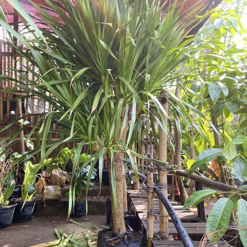 Jual Pandan bali uk besar // cabang sudah bagus - Jakarta Barat ...