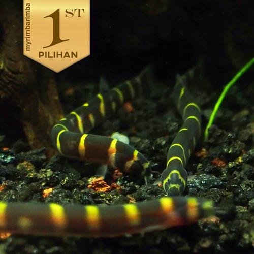 Jual Paket Koloni (isi 10) Kuhli Loach Ikan Hias Air Tawar Hiasan ...