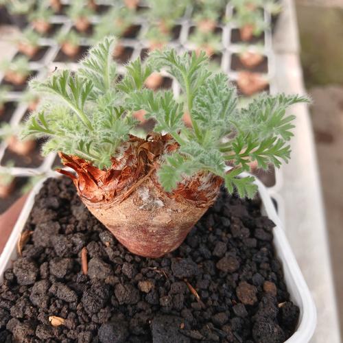 Jual tanaman hias/caudex/euphorbia/pelargonium appendiculatum - Kab ...