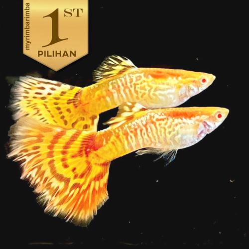 Jual Paket Koloni (isi 10) Guppy Sultan Yellow Tiger Albino Jantan Ikan Hias Aquascape Hiasan ...