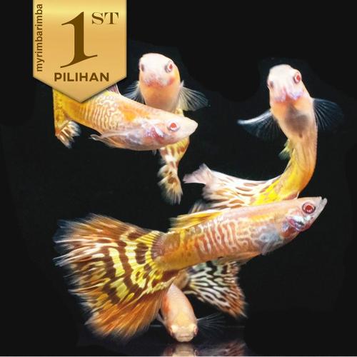 Jual Guppy Sultan Yellow Tiger Albino Jantan Ikan Hias Aquascape Hiasan Aquarium Tanaman ...