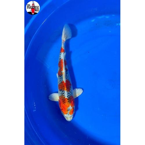 Jual IKAN KOI KUJAKU 35BU GOOD PATTERN 4 STEP LOKAL BLITAR BAHAN SQ ...